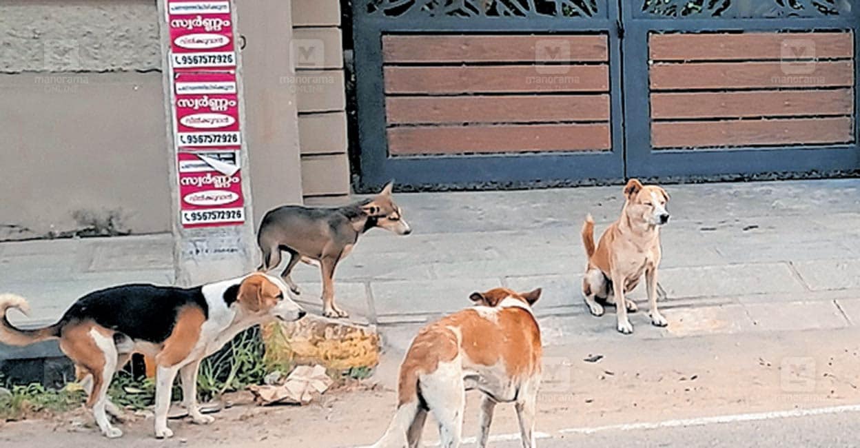 ആസാദ് – എസ്എൻ ജംക്‌ഷൻ റോഡ്: നായപ്പേടിയിൽ നാട്ടുകാർ | Street dogs menace ...