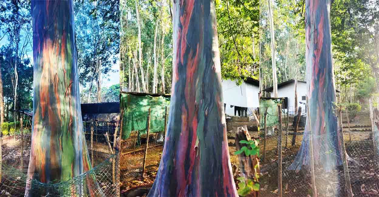 എത്ര കണ്ടാലും മതിവരാത്ത കാഴ്ച; നിറങ്ങളുടെ വിസ്മയം തീർത്ത് മഴവിൽ മരം ...