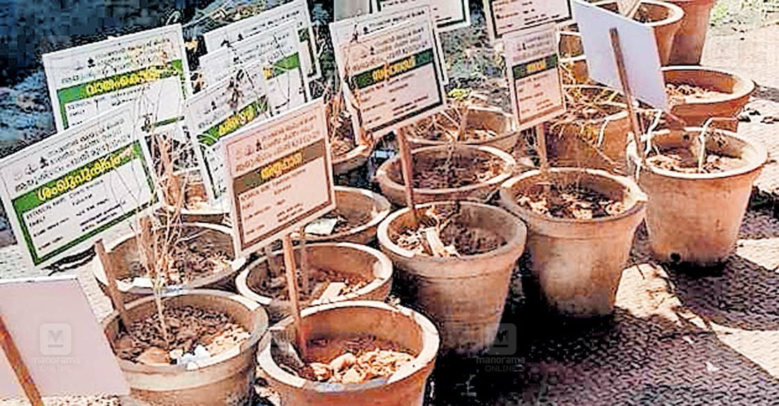 നടാനും നനയ്ക്കാനും ആളില്ല; ഉണങ്ങിക്കരിഞ്ഞ് ഔഷധ സസ്യങ്ങൾ | Ayushgram ...