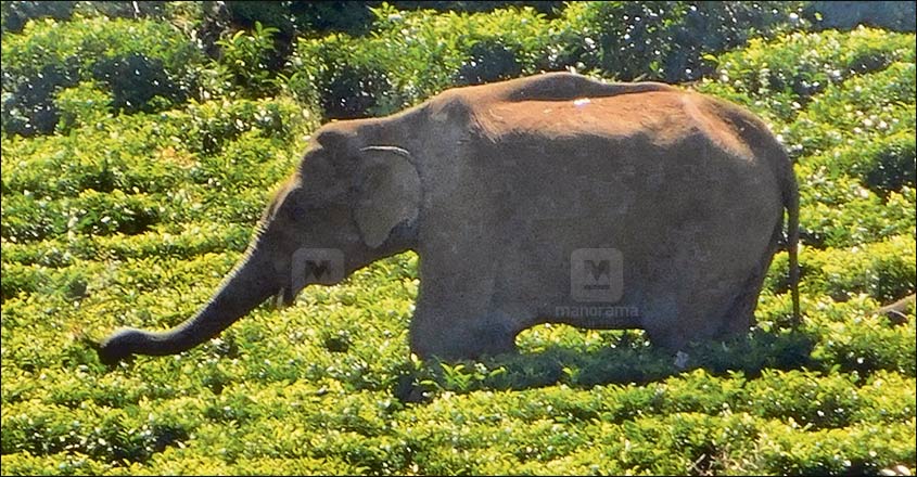 ആനപ്പേടിയിൽ ഉറക്കമില്ലാതെ