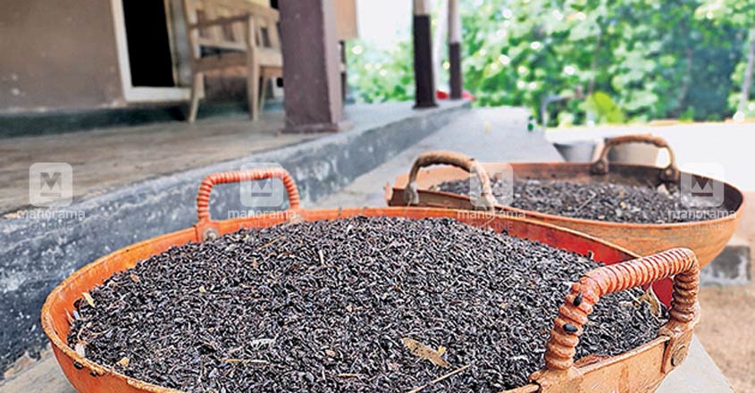 മൂക്കിൽ വരെ കയറി മുപ്ലിവണ്ട്, കു‌ട്ടയിൽ വാരി കളയണം; വേപ്പെണ്ണ എമൽഷ ...