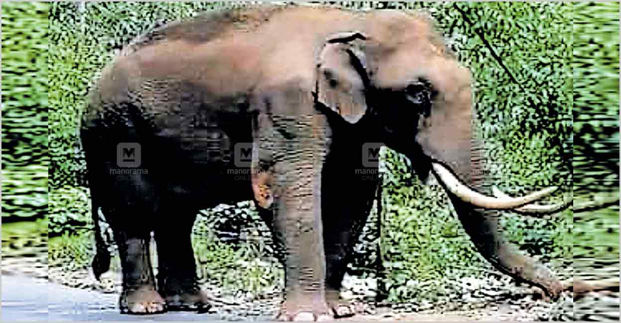 തോട്ടം മേഖലയിൽ ഒറ്റയാന്റെ കറക്കം;വനം വകുപ്പ് അന്വേഷണം തുടങ്ങി