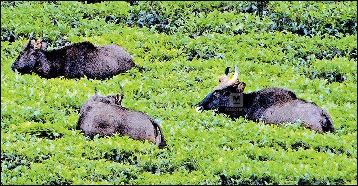 കാട്ടാനയും കടുവയും പുലിയും വന്നു... കാട്ടുപോത്തിന്റെ കുറവേ ...