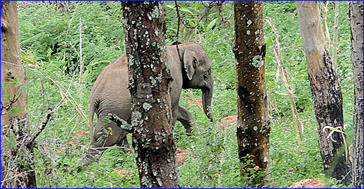 വൈദ്യുതാഘാതമേറ്റ് അമ്മ ചരിഞ്ഞു, രാത്രിയാകുമ്പോൾ എന്നുമെത്തും അവ ...