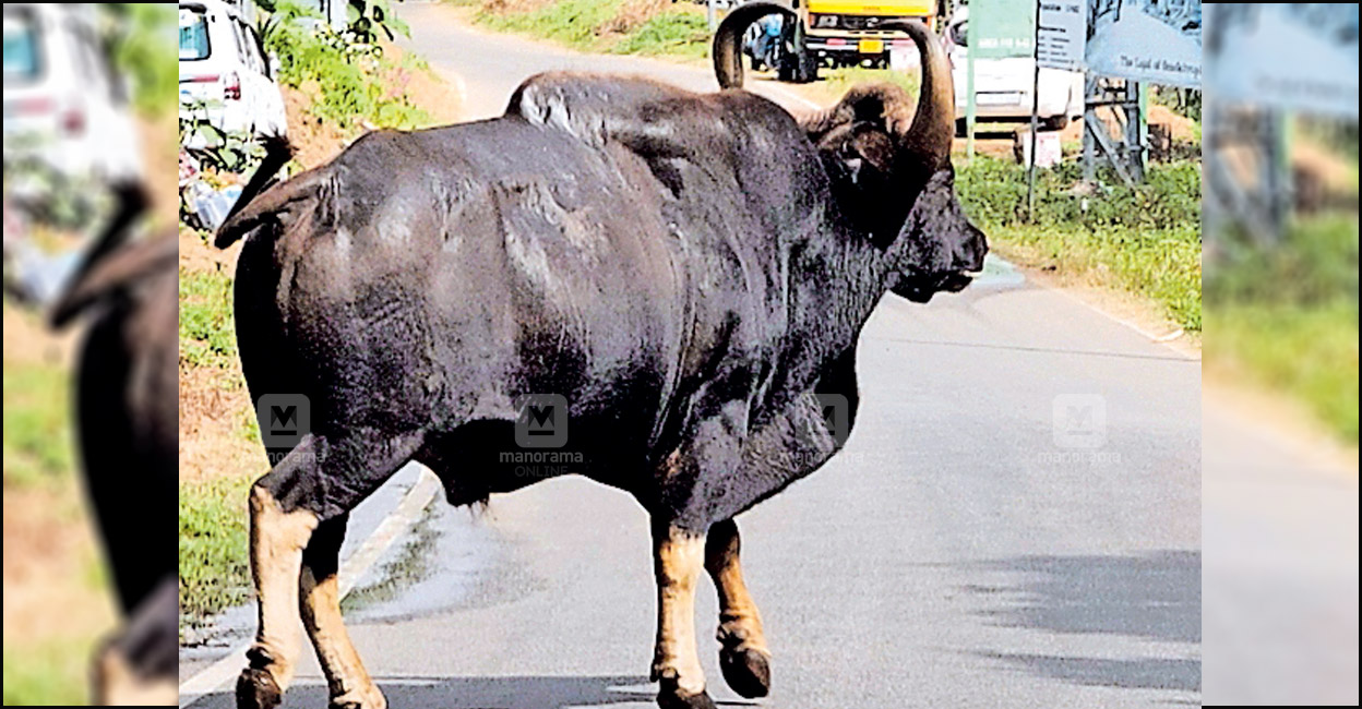 വിനോദസഞ്ചാരികൾക്ക് കൗതുകവും ഗ്രാമവാസികൾക്ക് ഭീതിയും:കാട്ടുപോത്തുകളെ ആരു ...
