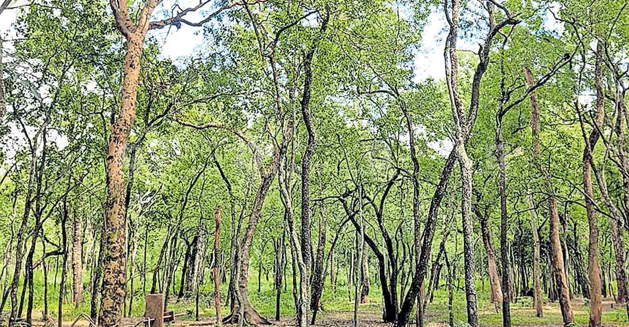 വർഷംതോറും ഖജനാവിലേക്ക് എത്തുന്നത് നൂറു കോടിയോളം രൂപ!; ആയിരത്തിലധികം പേ ...