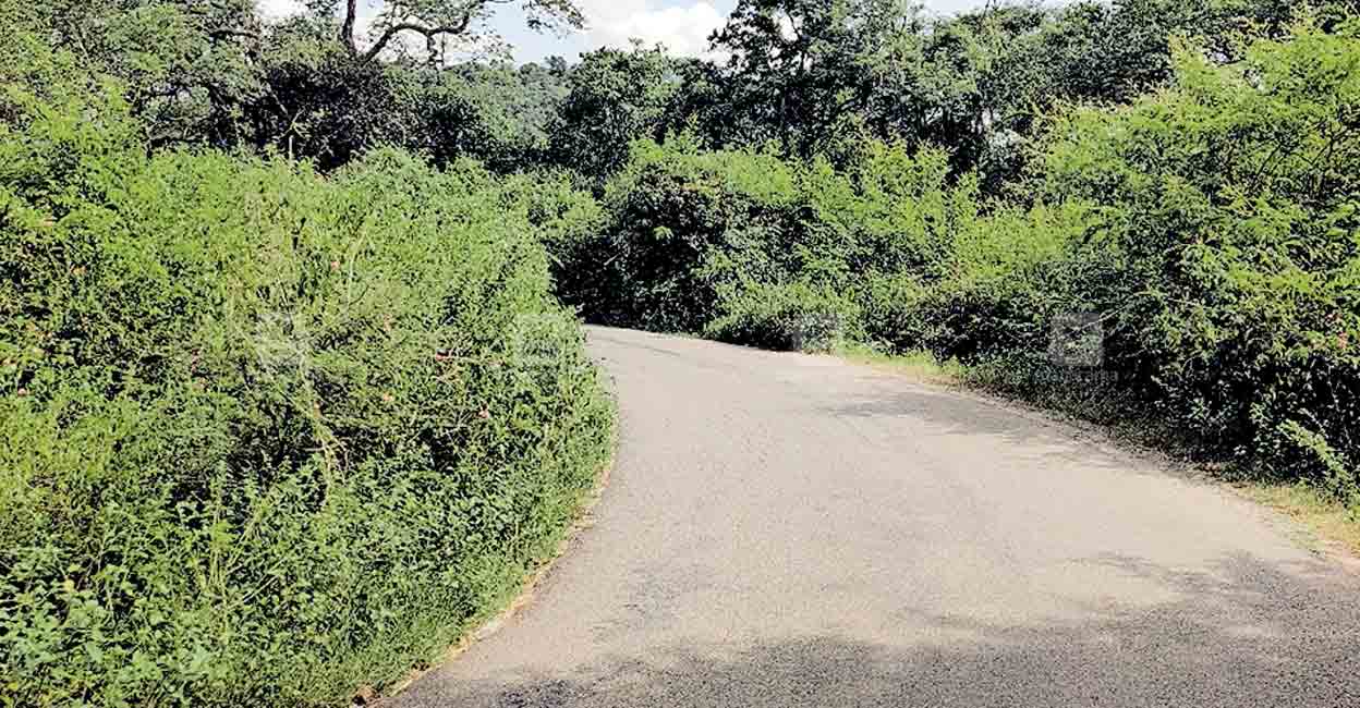 ജീവൻ പൊലിയാൻ കാരണമായി പൊന്തക്കാടുകൾ