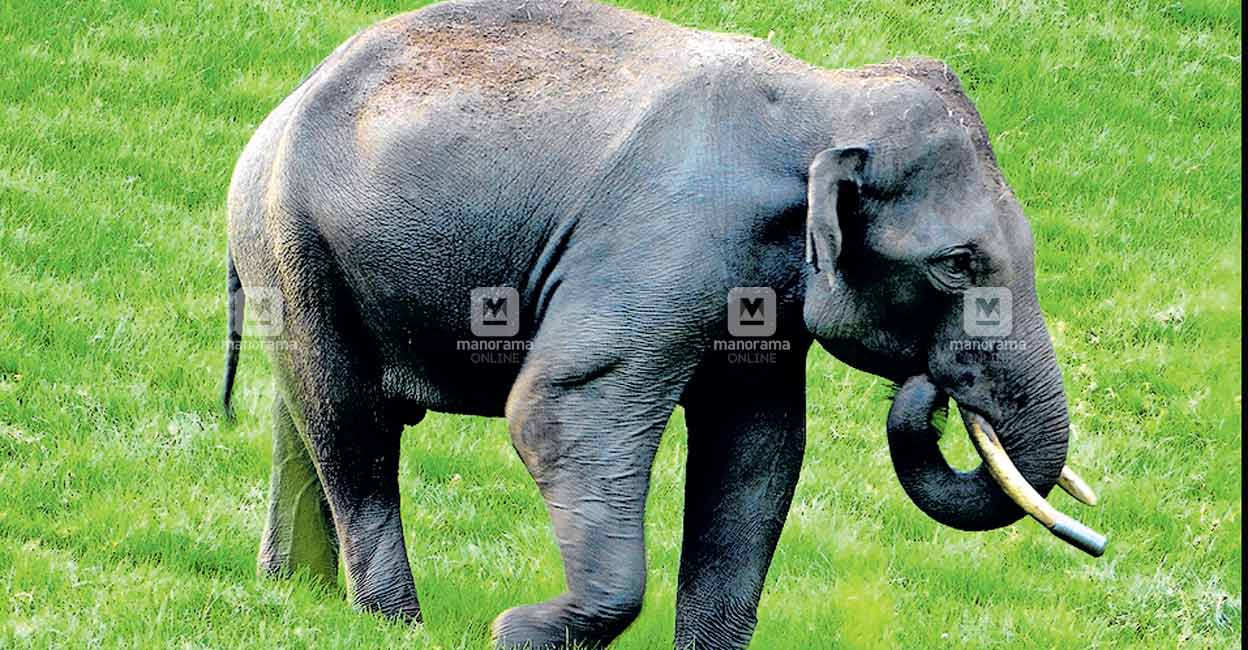 കാണാനില്ല! പേര്: ഹോസ്കൊമ്പൻ, വയസ്സ്: 25, സ്ഥലം: മാട്ടുപ്പെട്ടി