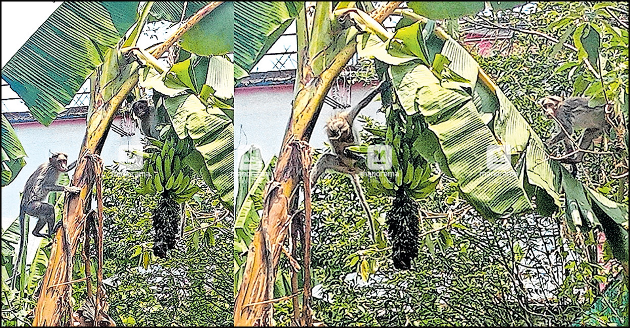 സിസിടിവിയിൽ ആകാശ ദൃശ്യങ്ങൾ കണ്ടു വനംവകുപ്പ് ഞെട്ടി; 'മോഷണം ...