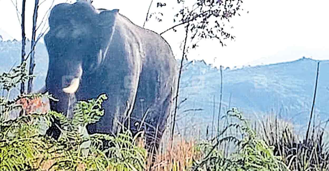 വീണ്ടും ആനക്കലി; ഒറ്റയാന്റെ ആക്രമണത്തിൽ ഗൃഹനാഥൻ കൊല്ലപ്പെട്ടു ...
