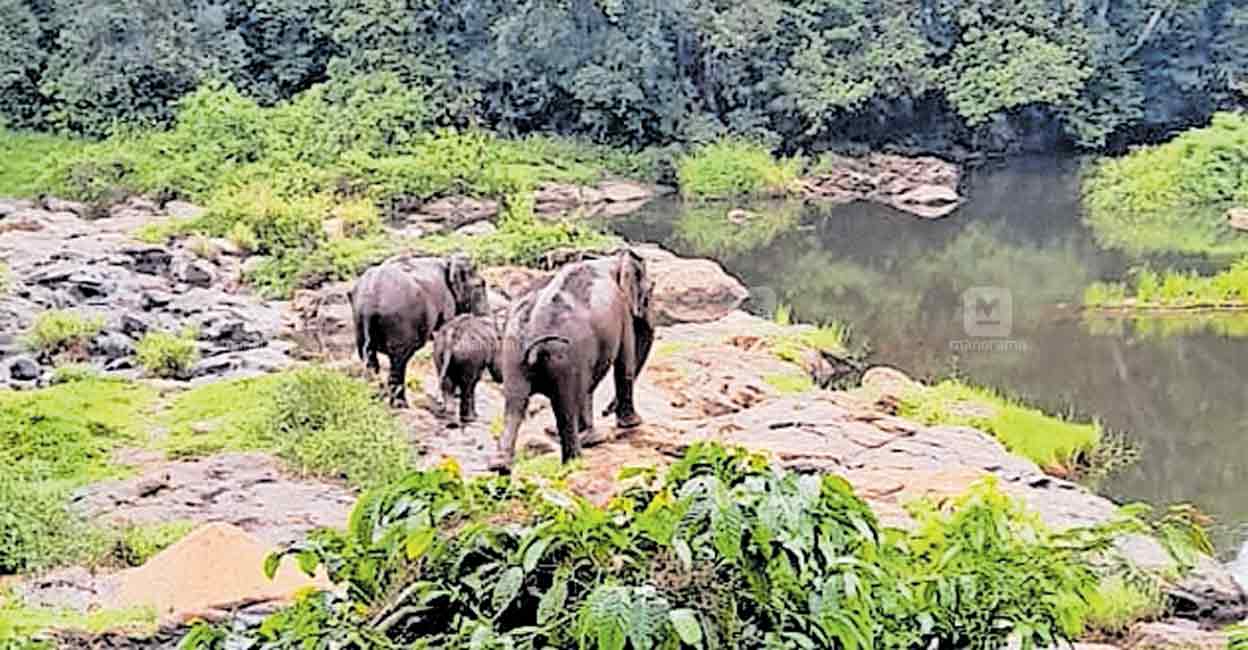ജനവാസ മേഖലയിൽ എത്തിയ കാട്ടാനക്കൂട്ടത്തെ തുരത്തി