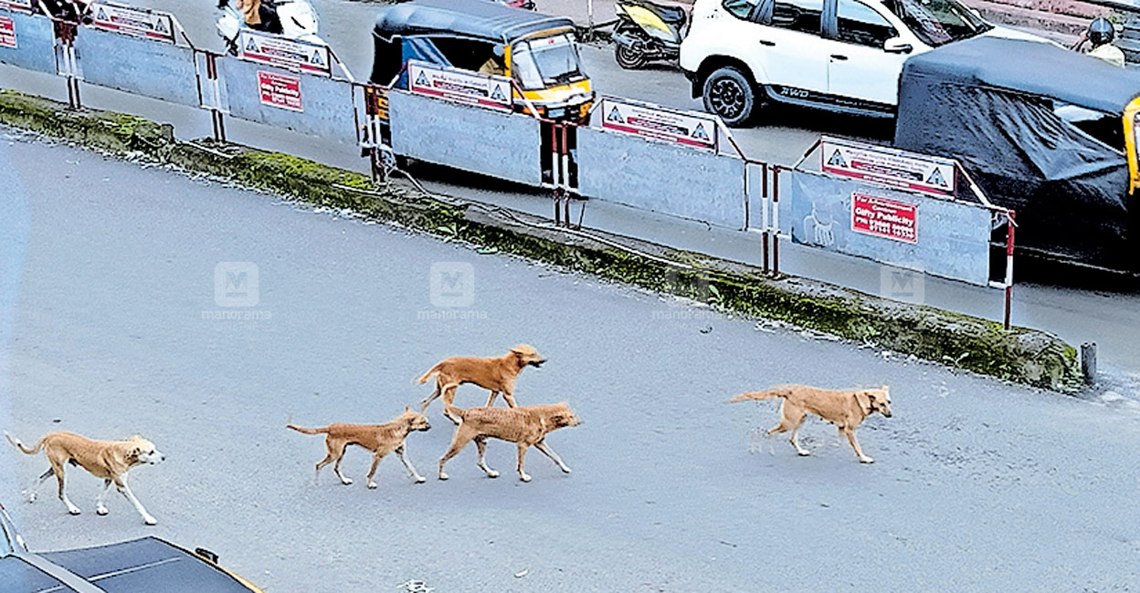 അടിമാലിയിൽ തെരുവുനായ ശല്യം രൂക്ഷം; പുറത്തിറങ്ങാൻ വയ്യെന്നായി | Stray ...