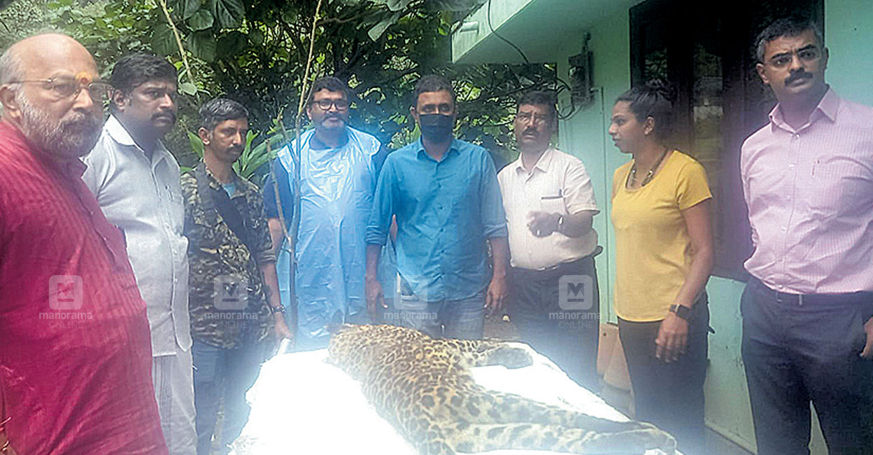 പുലിയും കാട്ടുപന്നിയും ആനയും വിഹരിക്കുന്ന മാങ്കുളം; കൃഷി വിളകൾക്കും ...