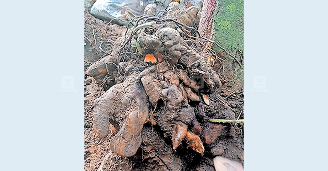 തൂക്കുപാലത്ത് ഭീമൻ കാച്ചിൽ