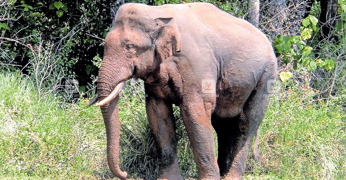 ആനകൾ വരാതിരിക്കാൻ സ്വന്തം പുരയിടത്തിലെ വാഴയും പനയും വീട്ടുകാ ...