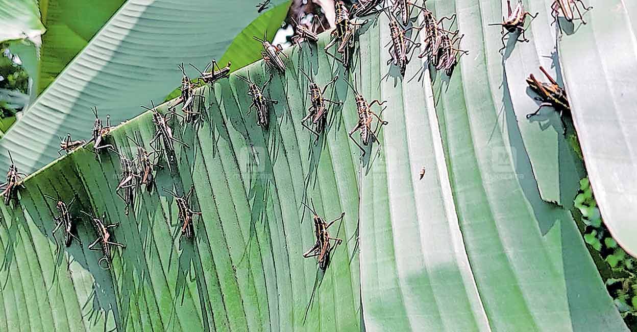 ഒരു ദിവസം 200 കിലോമീറ്റർ വരെ പറക്കും, അതിവേഗം പെരുകും, കൂട്ടത്തോടെ വിള ...