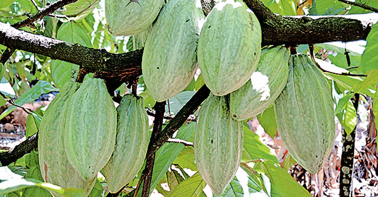 മധുരം: ചോക്‌ലേറ്റിനും കൊക്കോ കർഷകർക്കും- Sweet | For chocolate and ...