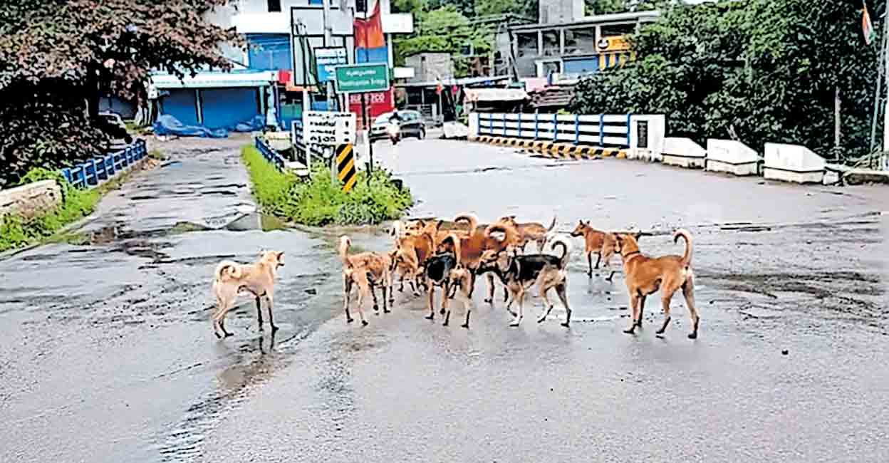 പേടിക്കണം; കുരച്ചും കടിച്ചും നാടുവാഴുന്ന ‘നായകർ’ ഇവർ ! | Stray Dog ...