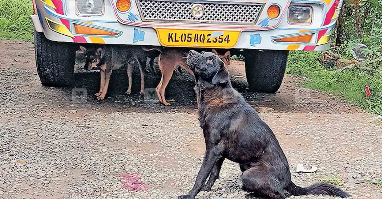 നെടുങ്കണ്ടത്തെ പേടിപ്പിച്ച് തെരുവുനായ്ക്കൾ | Stray Dog Rescue Kerala ...
