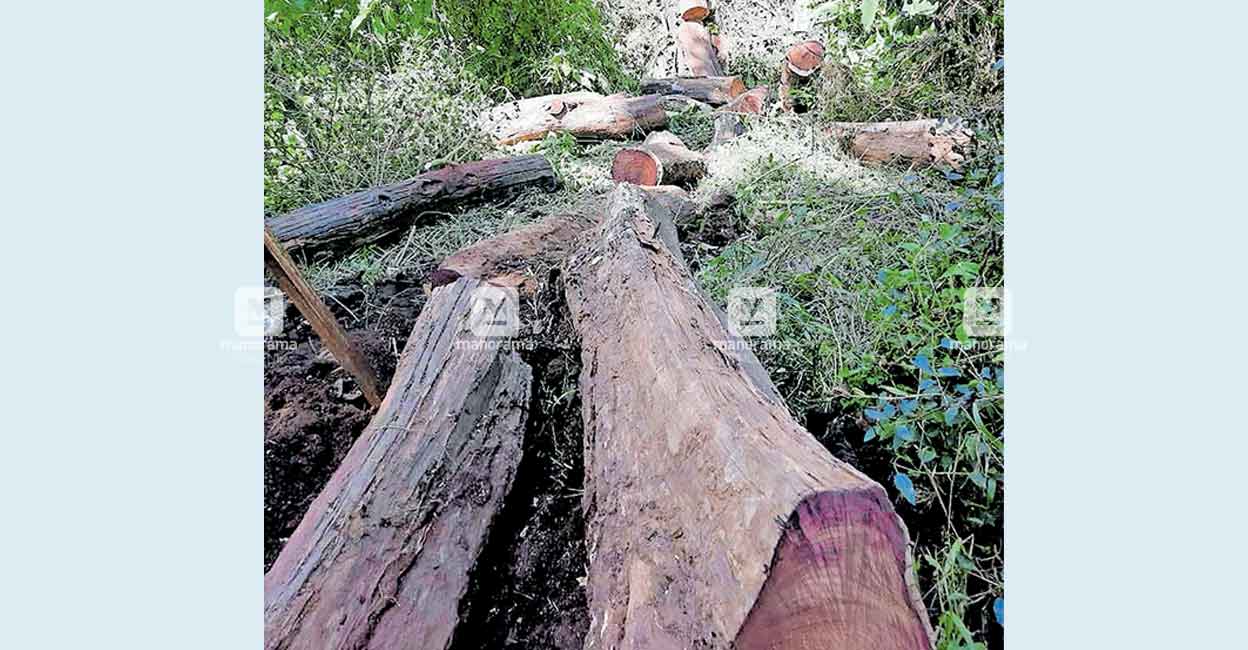 പുറമ്പോക്കിൽ കിടന്ന ഈട്ടിമരം വനംവകുപ്പ് ഏറ്റെടുത്തു
