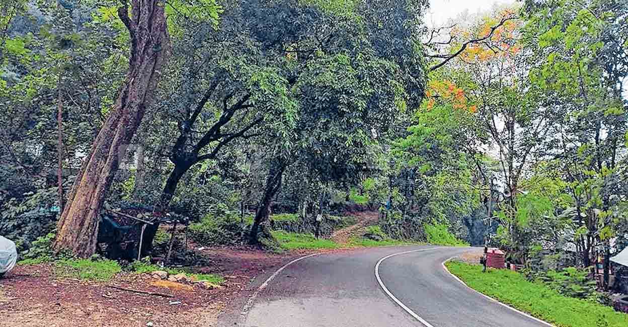 തൊടുപുഴ– പുളിയന്മല റോഡിൽ മരം അപകടാവസ്ഥയിൽ