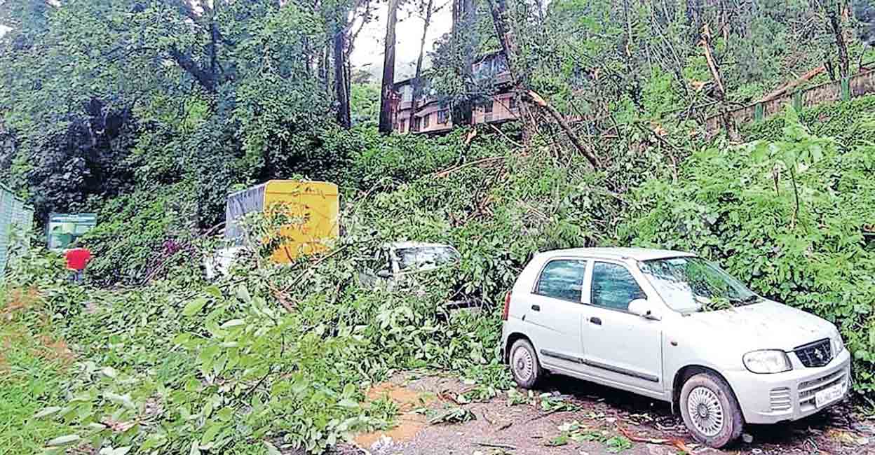 വാഹനങ്ങളുടെ മുകളിലേക്ക് മരം വീണു