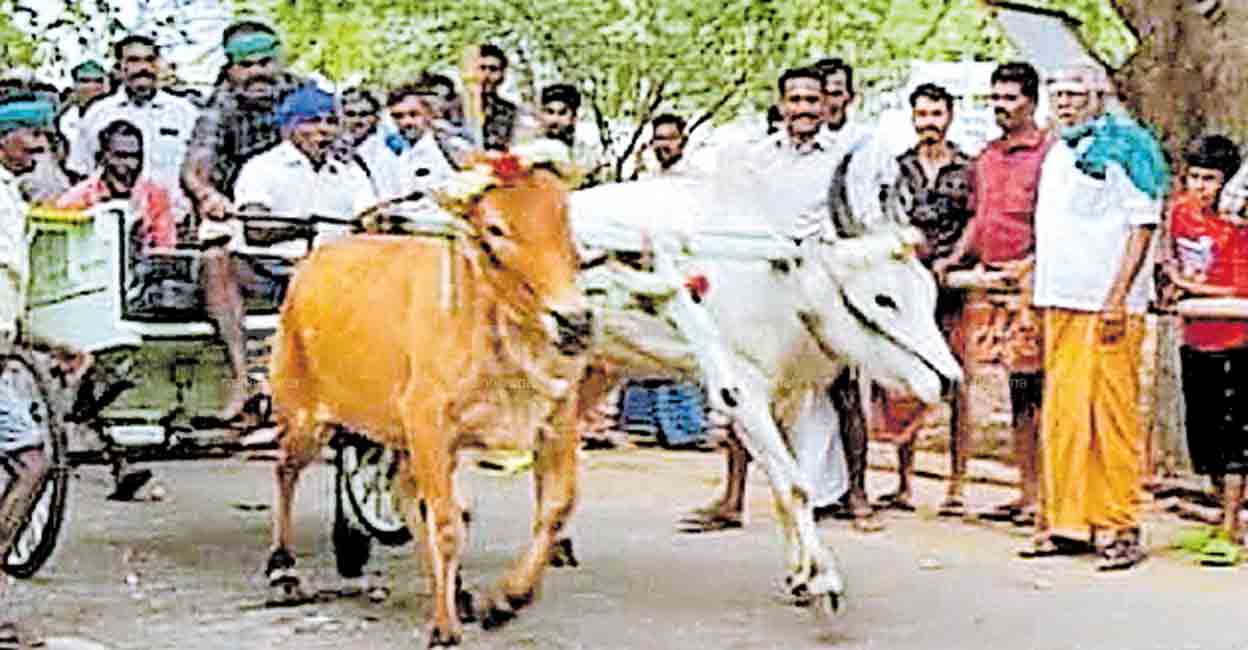 ആവേശമായി കാളവണ്ടി മത്സരയോട്ടം