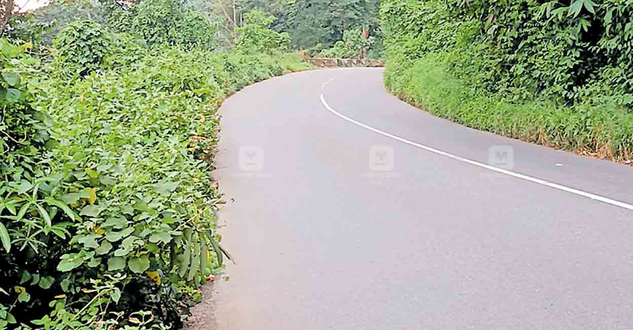 റോഡ് കാണാൻ വയ്യേ... കൊച്ചി– ധനുഷ്കോടി ദേശീയപാതയിൽ റോഡ് കയ്യേറി മുൾപ്പടർപ്പ്