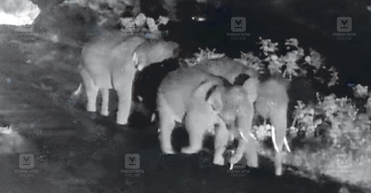 കാന്തല്ലൂർ മേഖലയിൽ കാട്ടാനശല്യം രൂക്ഷം; ഇരുട്ടിൽ തപ്പി വനംവകുപ്പ് ...