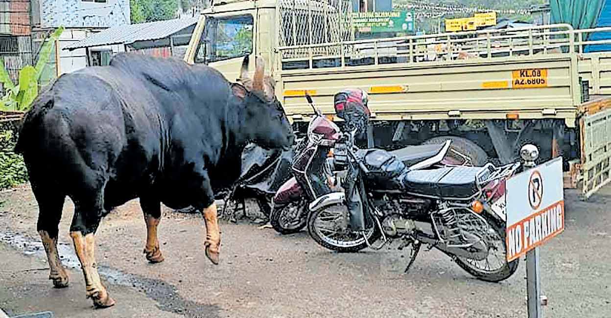 കാട്ടുപോത്തിനെന്താ മൂന്നാർ ടൗണിൽ കാര്യം? കാൽനടയാത്രക്കാർ ഓടി ...
