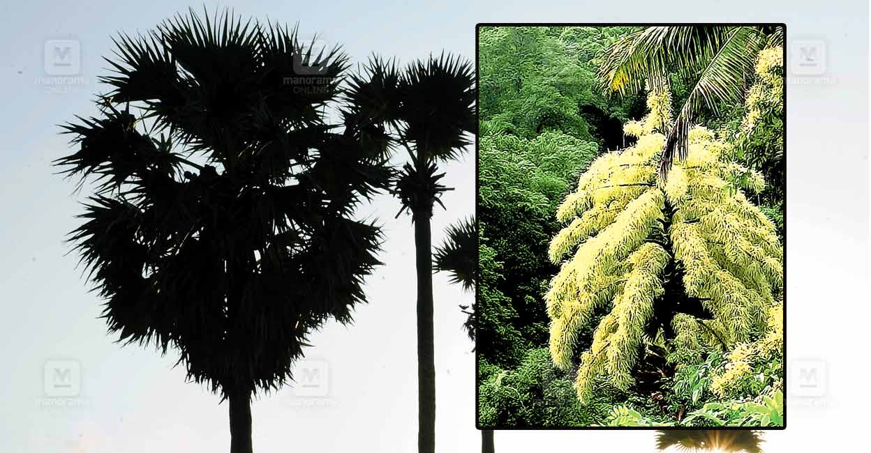 കുടപ്പനകളുടെ പനംകുട്ടി; അടിമാലി– കുമളി ദേശീയപാതയിലെ വിസ്മയ കാഴ്ച ...