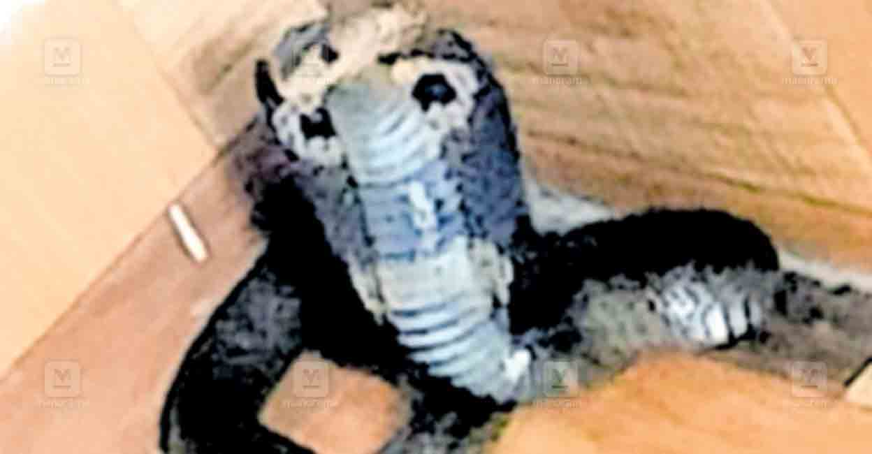 വീടിനുള്ളിൽനിന്ന് മൂർഖൻ പാമ്പിനെ പിടിച്ചു | cobra | house | caught ...