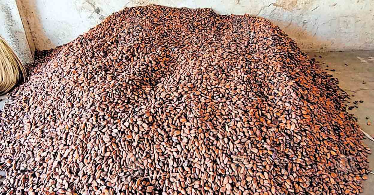 ചോക്കലേറ്റിന് മധുരം; കൊക്കോ വില ഉയരുന്നു | Cocoa bean prices | cocoa ...