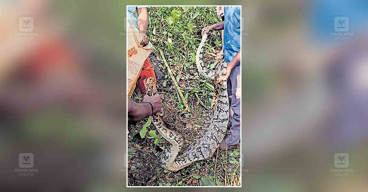 തൂക്കുപാലം -പുഷ്പകണ്ടത്തെ കൃഷിയിടത്തിൽ പെരുമ്പാമ്പിനെ പിടികൂടി | Python ...