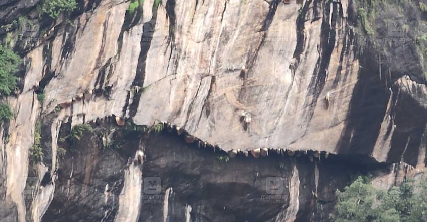 700 അടി ഉയരത്തിലുള്ള ഒറ്റപ്പാറയിൽ അഞ്ഞൂറിലേറെ തേൻകൂടുകള്‍; തേൻപാറ കാണാ ...