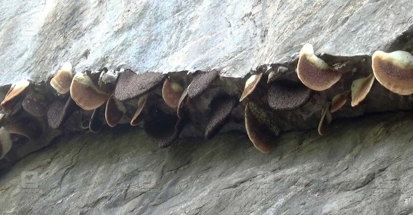 700 അടി ഉയരത്തിലുള്ള ഒറ്റപ്പാറയിൽ അഞ്ഞൂറിലേറെ തേൻകൂടുകള്‍; തേൻപാറ കാണാ ...