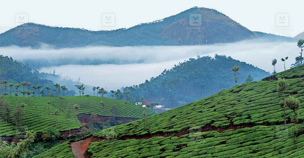 മഴ മാറി; മൂന്നാറിൽ ഇനി ശൈത്യകാലം: രാത്രിയിലും പുലർച്ചെയും ശക്തമായ ...