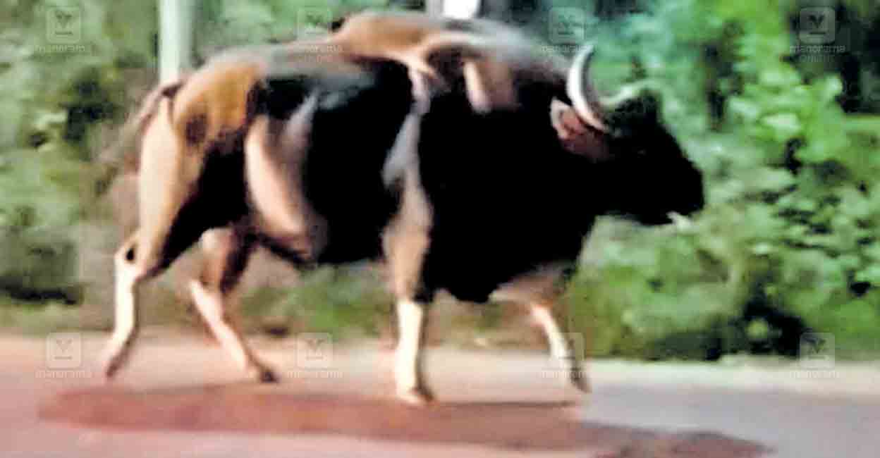 പുലി, കടുവ, കാട്ടുപോത്ത്, കാട്ടുപന്നി...