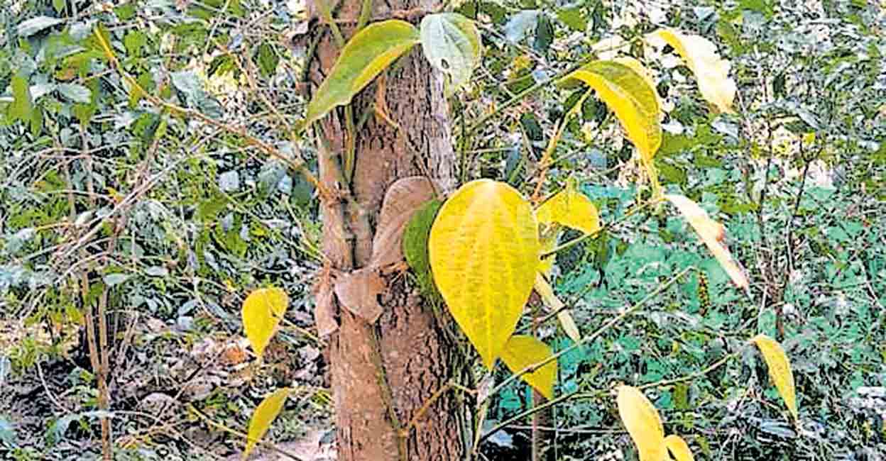 കുരുമുളക് ചെടികളിൽ അജ്ഞാതരോഗം | Idukki news | Idukki district headlines ...