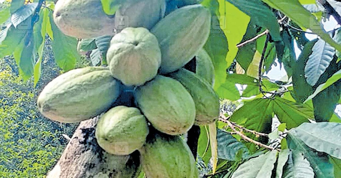 കൊക്കോ ഉണ്ടേൽ കോളാണ്...; ഉണക്കപ്പരിപ്പ് വില റെക്കോർഡിലേക്ക് | Cocoa ...