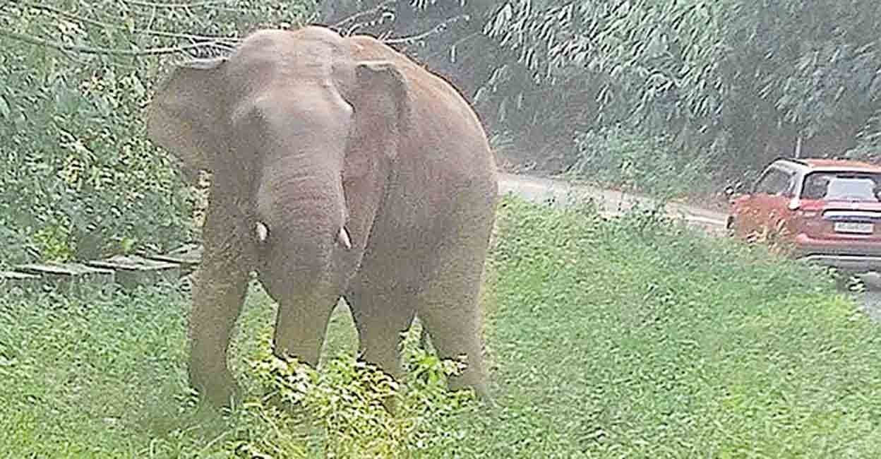 ദേശീയപാതയിൽ കാട്ടുകൊമ്പൻ; കൊടുംവളവിൽ സംരക്ഷണ ഭിത്തിക്കു സമീപം ...
