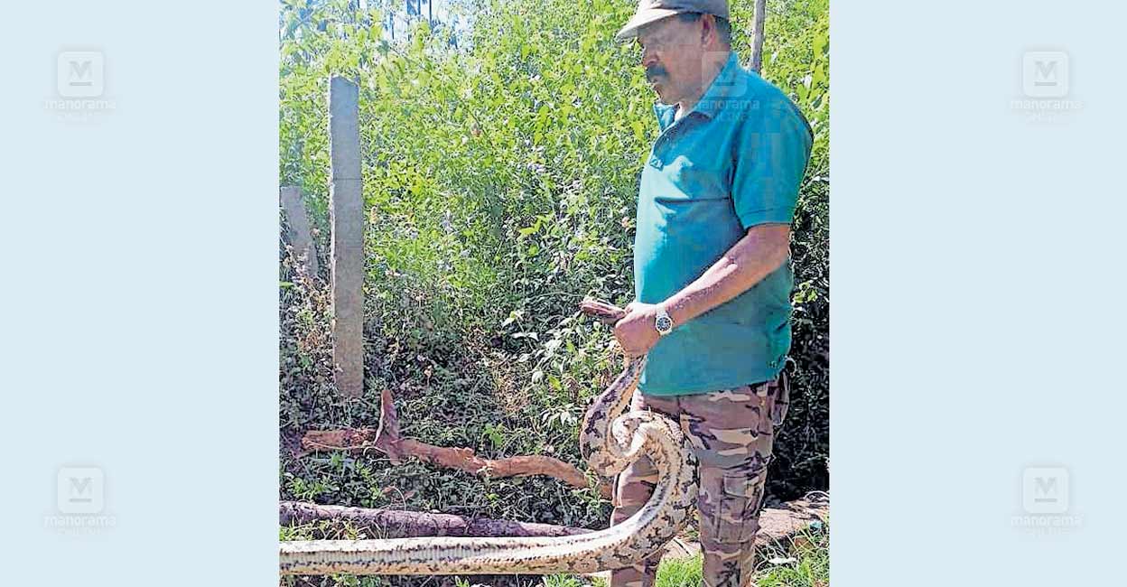 കൃഷിയിടത്തിൽ പെരുമ്പാമ്പിനെ കണ്ടെത്തി | Python rescue | Marayur ...