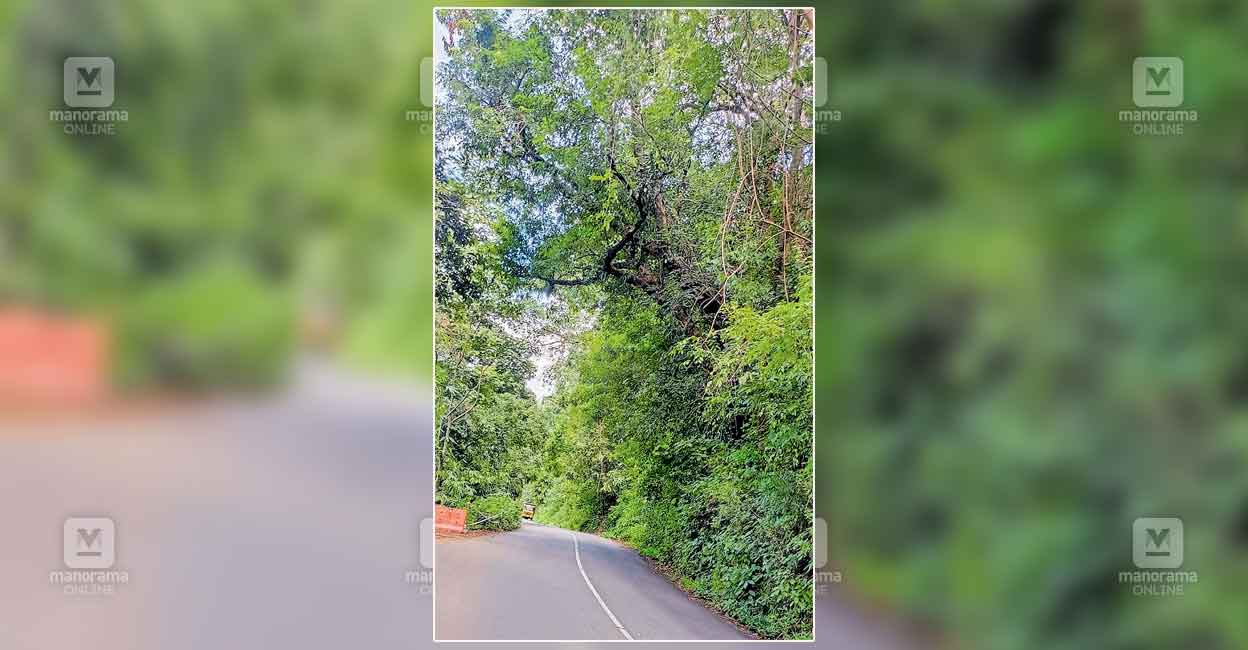 അപകടമരങ്ങളെല്ലാം മുറിച്ചെന്ന് കലക്ടർ; ഇതൊന്നും മരങ്ങളല്ലേ? | Dangerous ...