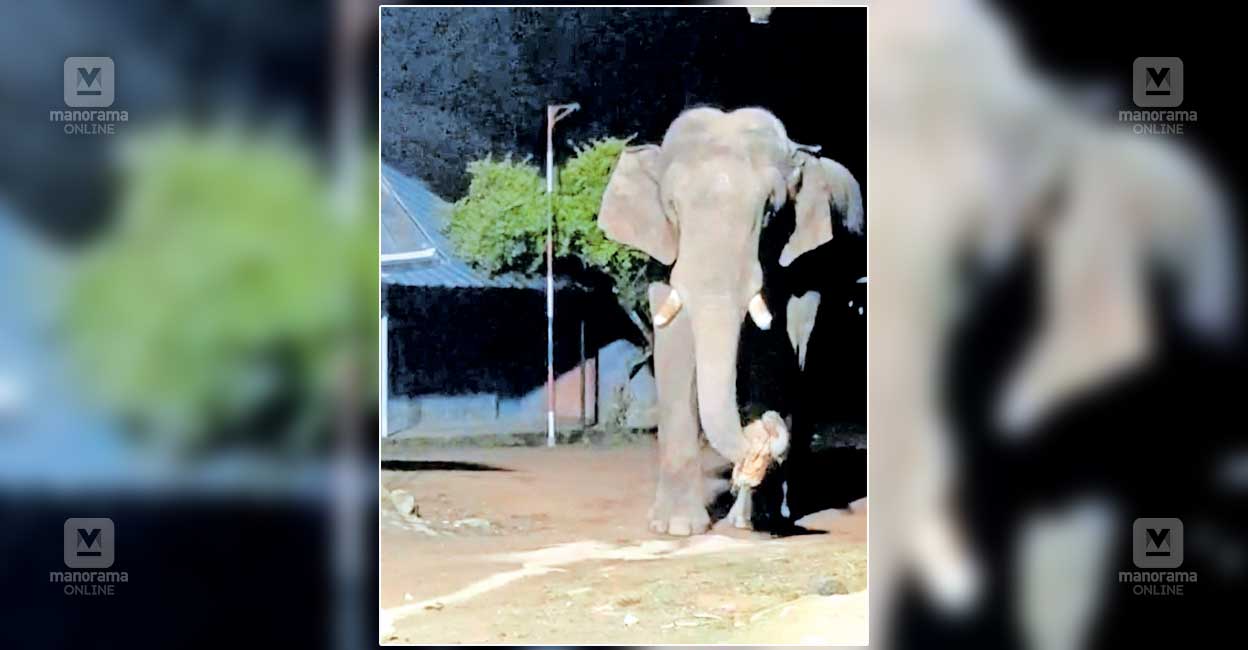 ‘അരിക്കൊമ്പന്റെ’ റേഷൻകടയിൽ ചക്കക്കൊമ്പന്റെ ആക്രമണം | Chakkakomban | Arikomban | Wild Elephant ...