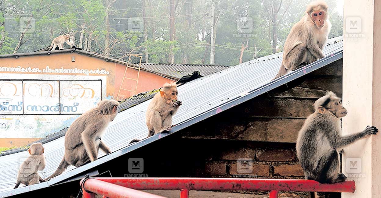 വീടുകളിൽ നിന്ന് വസ്തുക്കൾ എടുത്തുകൊണ്ടുപോയി നശിപ്പിക്കുന്നു: വണ്ടൻമേട് ടൗണിൽ കുരങ്ങുകളുടെ ...