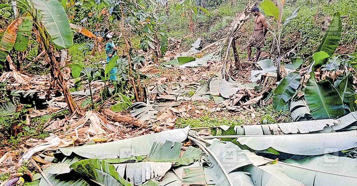 കോഴിമലയിൽ കാട്ടാനയിറങ്ങി; വ്യാപക കൃഷി നാശം | Kattappana | Kozhimala ...
