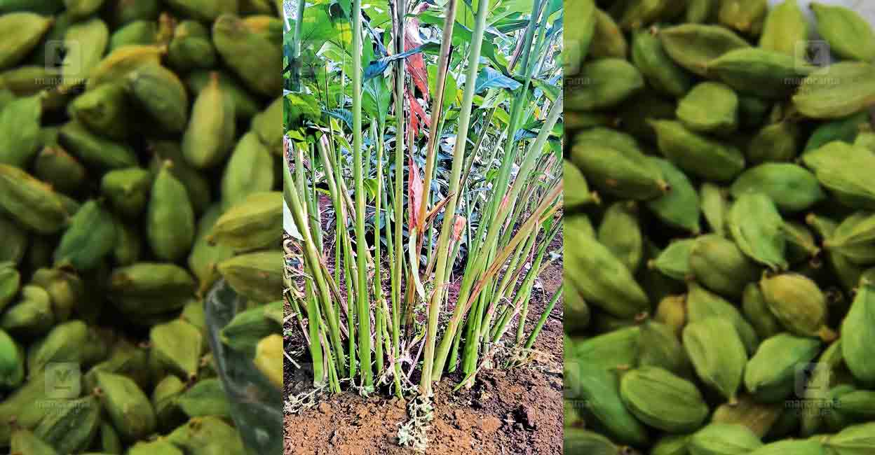 ഏലം വില ഉയരുന്നു; പക്ഷേ, കർഷകൻ നോക്കുകുത്തി | cardamom prices ...