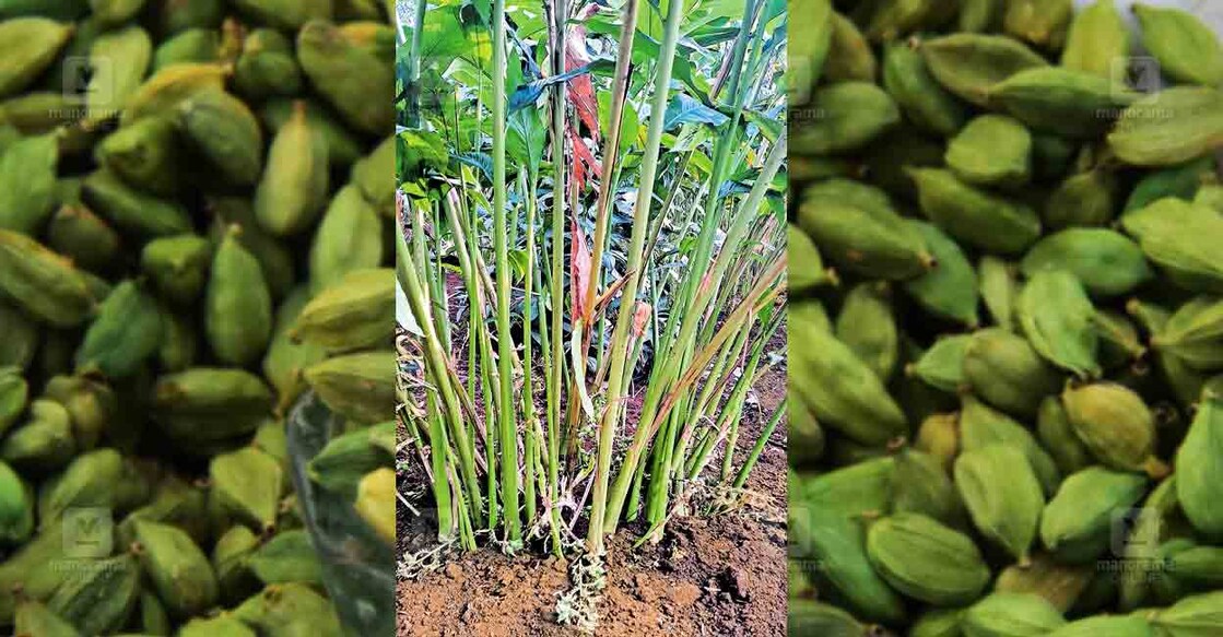 ഏലം വില ഉയരുന്നു; പക്ഷേ, കർഷകൻ നോക്കുകുത്തി | cardamom prices ...