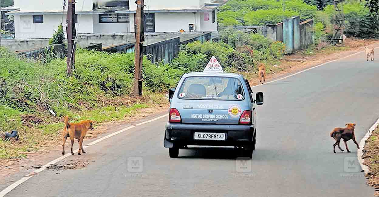 നായ്പ്പേടിയിൽ നാട്; വന്ധ്യംകരിക്കാനോ പ്രതിരോധ കുത്തിവയ്പെടുക്കാനോ ...
