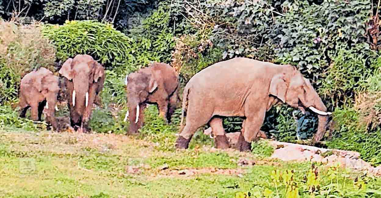 കണ്ണു തുറക്കൂ... കാട്ടാനക്കലിയിൽ മലയോരത്ത് ജീവനുകൾ പൊലിഞ്ഞിട്ടും അധികൃത ...